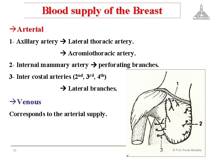 Embryology Anatomy Physiology of the Breast Prof Dr