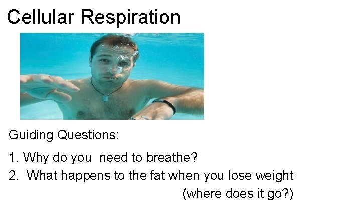 Cellular Respiration Guiding Questions 1 Why do you