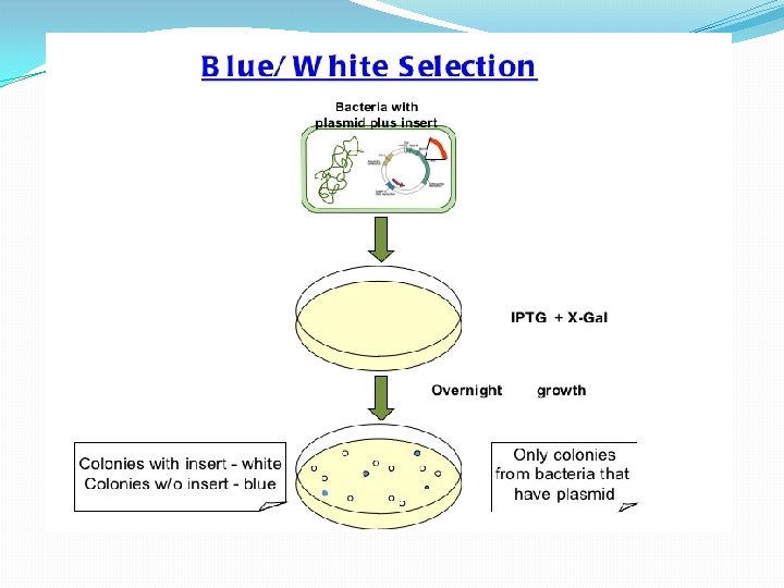 RECOMBINANT DNA AND SELECTION OF RECOMBINANTS GIST Preparation