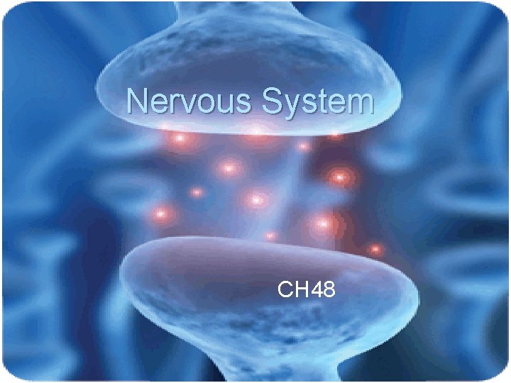 Nervous System CH 48 Overview Lines of Communication