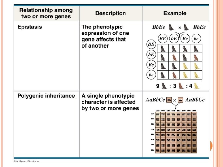 MENDEL AND THE GENE IDEA CHAPTER 11 WHAT