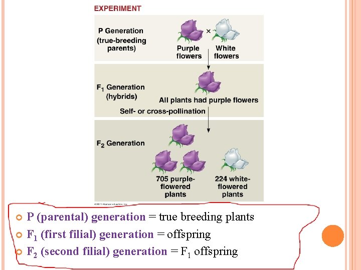 MENDEL AND THE GENE IDEA CHAPTER 11 WHAT
