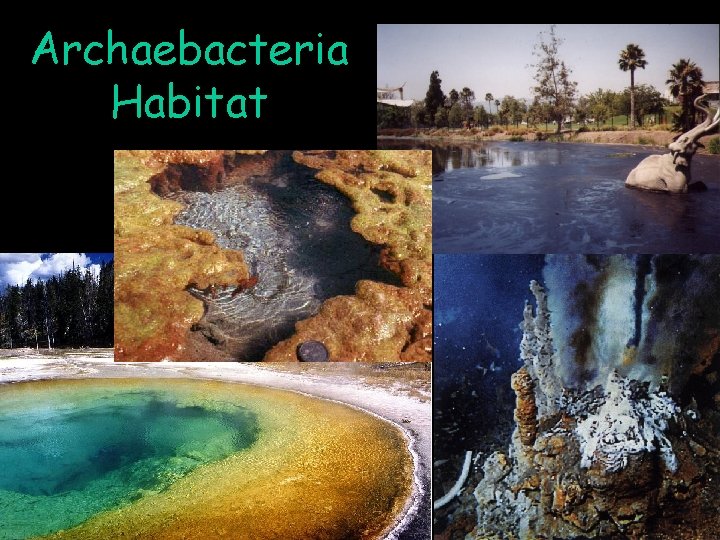 Prokaryotes Chapter 19 1 Part 1 What are
