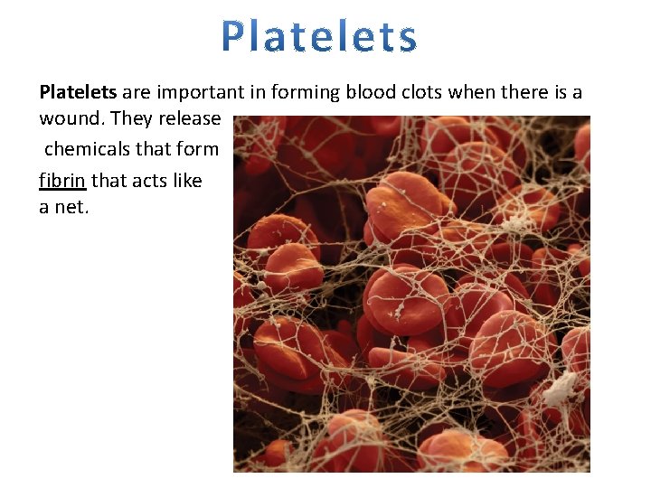What colour is used to represent veins Blue
