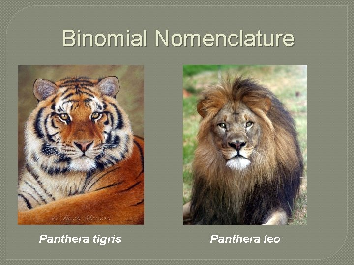 Classifying Organisms Classification putting things into groups based