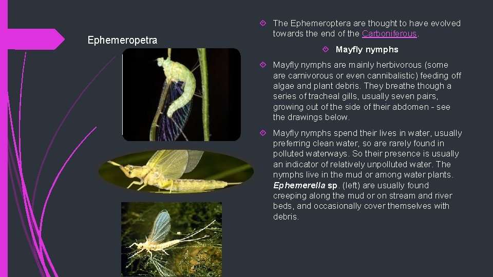 Insect Taxonomic Diversity By Jaida sellers Insect Orders