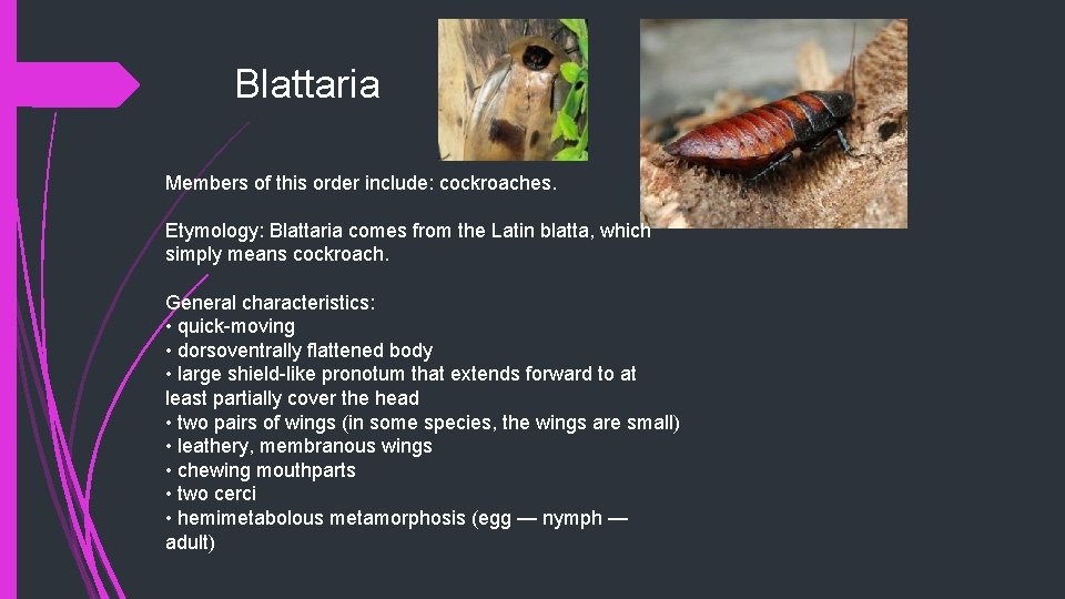 Insect Taxonomic Diversity By Jaida sellers Insect Orders