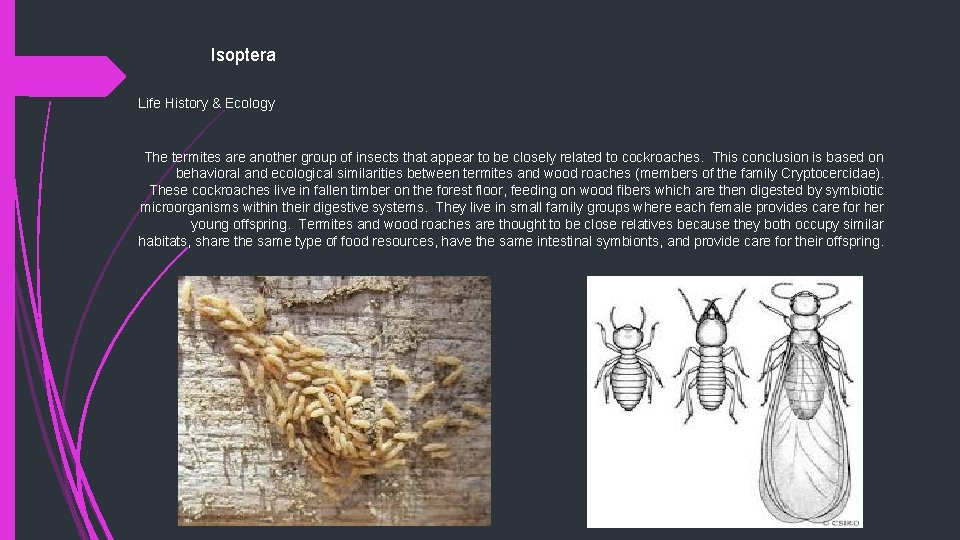 Insect Taxonomic Diversity By Jaida sellers Insect Orders
