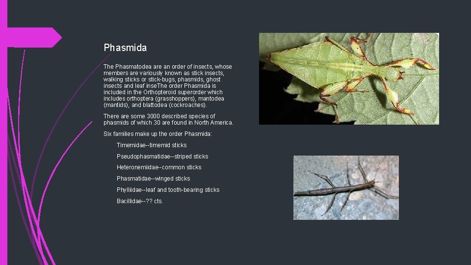 Insect Taxonomic Diversity By Jaida sellers Insect Orders
