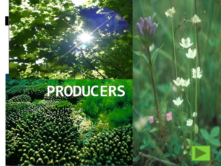 ECOLOGY ENERGY IN ECOSYSTEMS y g o l