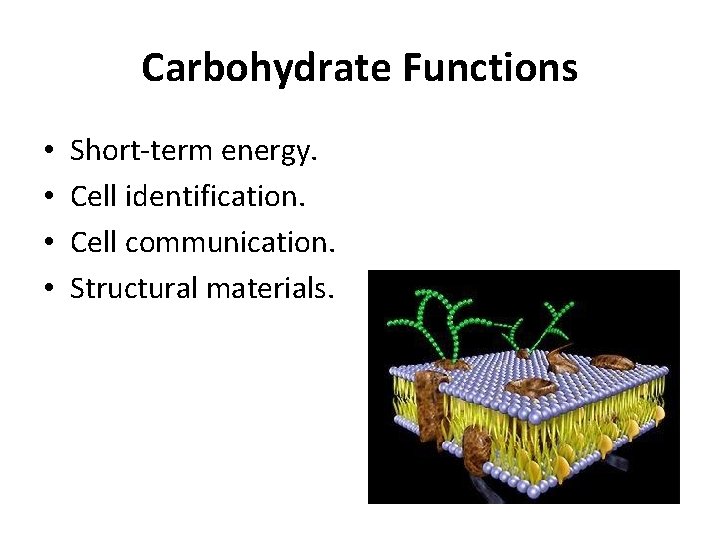 Outline Fungus of the Day Biological Macromolecules Functional