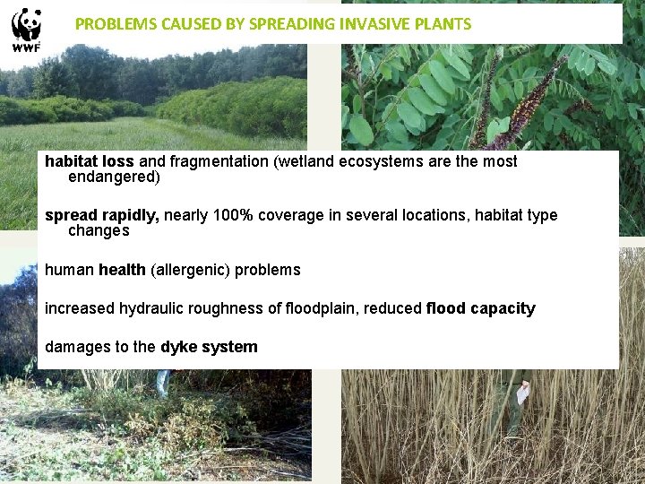 MARKET BASED FLOODPLAIN RESTORATION WITH LOCAL COMMUNITIES Csaba