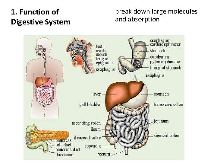 Digestion Notes 1 Function of Digestive System break