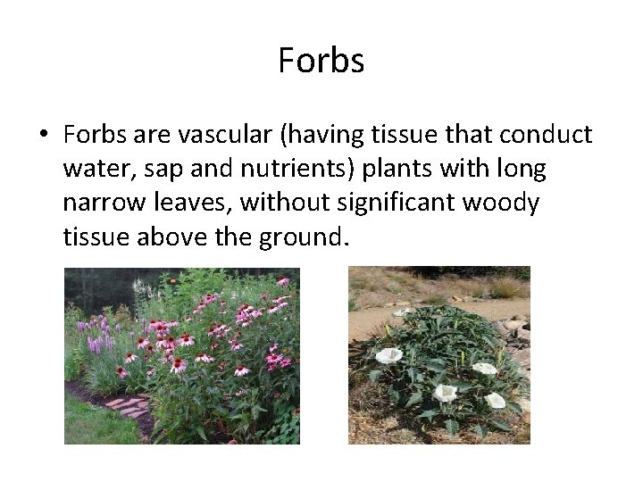 Why plants matter Brainstorm Why are plants important