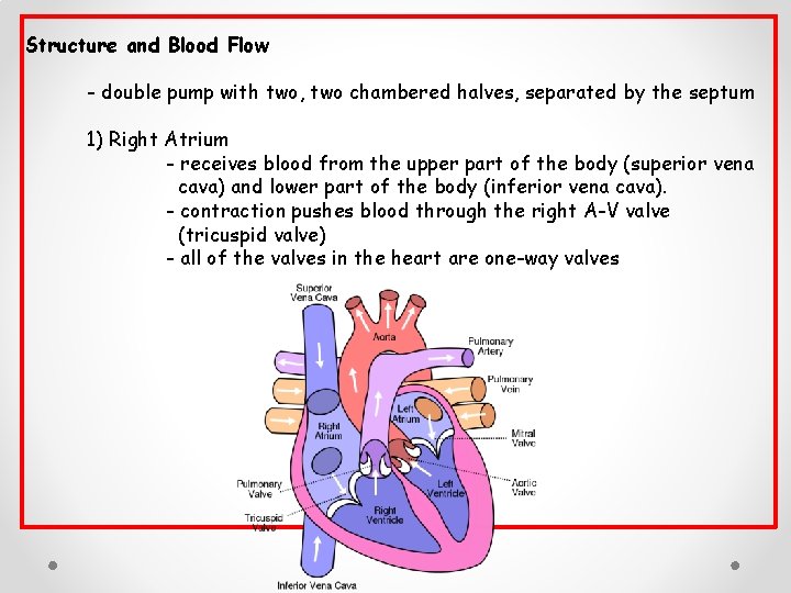 The Human Heart Location center of the chest