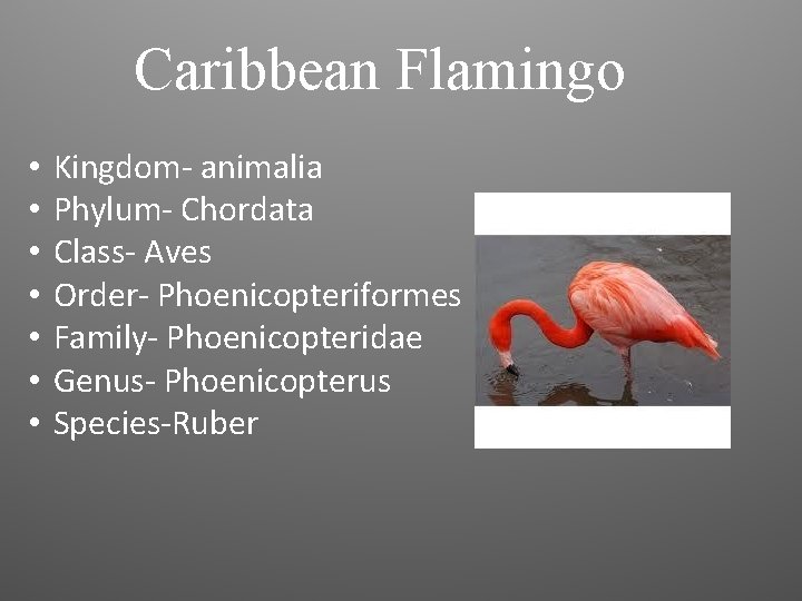 Aves The scientific classification for birds By Mikaeli