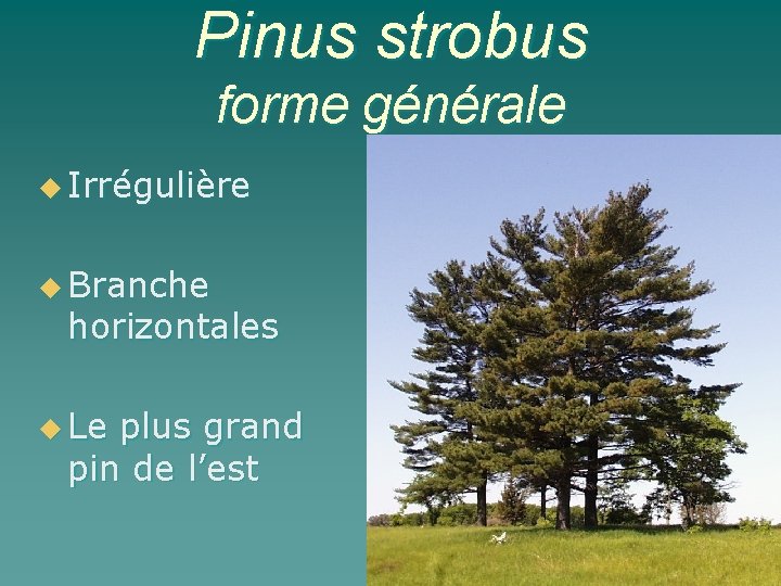 Introduction Arbres et Arbustes du Qubec u Conifres