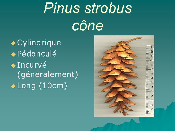 Introduction Arbres et Arbustes du Qubec u Conifres