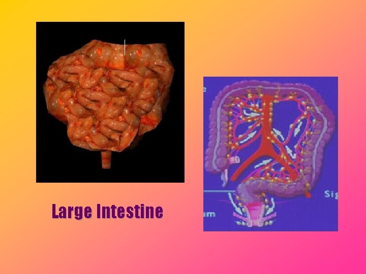 ACTIVITY Can you identify these organs Large Intestine