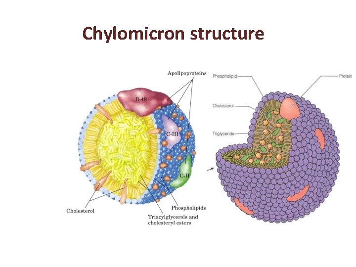 Lipids and lipoproteins Lecture 7 Lipid chemistry and
