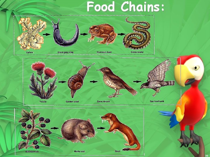 Energy Flow through an Ecosystem Photosynthesis Food Chains