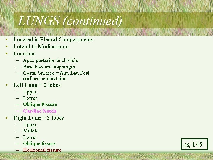 The Thoracic Cavity Boundaries of and Structures Within