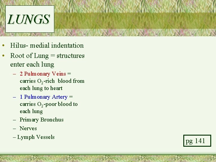 The Thoracic Cavity Boundaries of and Structures Within