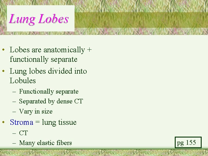 The Thoracic Cavity Boundaries of and Structures Within