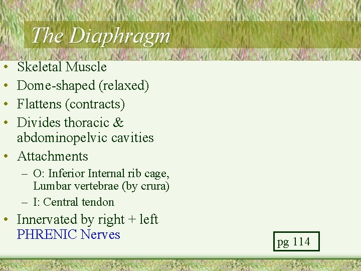 The Thoracic Cavity Boundaries of and Structures Within