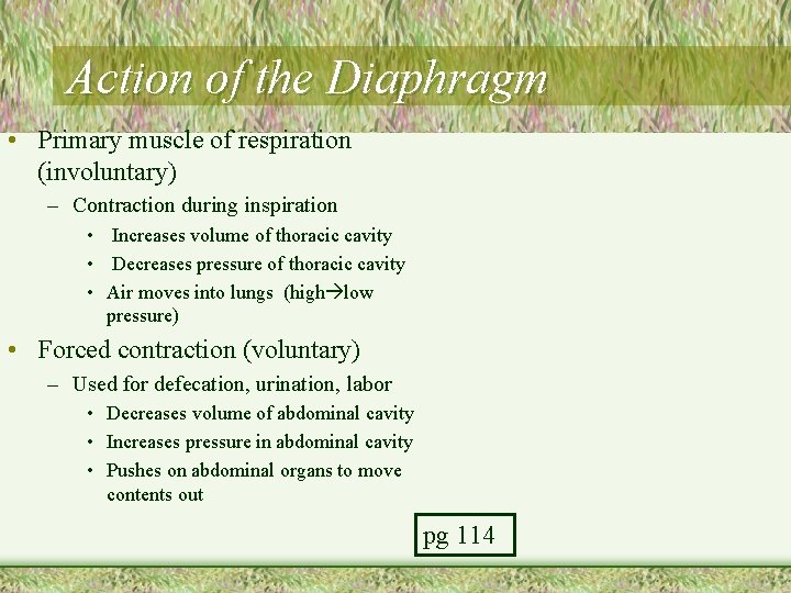 The Thoracic Cavity Boundaries of and Structures Within