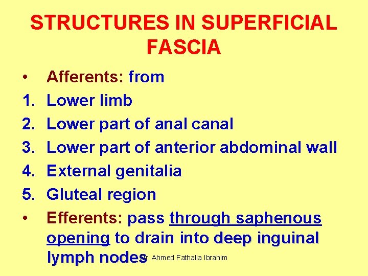 Dr Ahmed Fathalla Ibrahim SUPERFICIAL FASCIA DIVIDED INTO