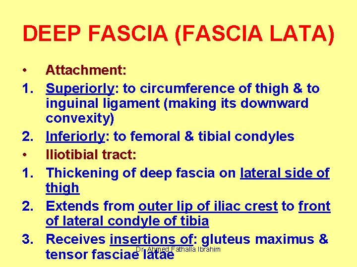 Dr Ahmed Fathalla Ibrahim SUPERFICIAL FASCIA DIVIDED INTO