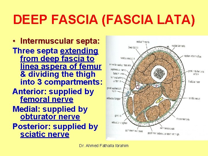 Dr Ahmed Fathalla Ibrahim SUPERFICIAL FASCIA DIVIDED INTO