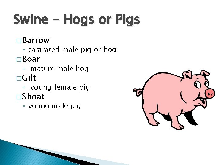 Animal Terminology Cattle Cows mature females that can