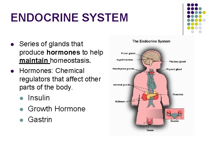 ENDOCRINE SYSTEM l l Series of glands that