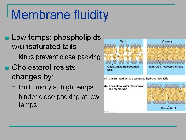 Membrane Structure and Function Chapter 7 Unit 2