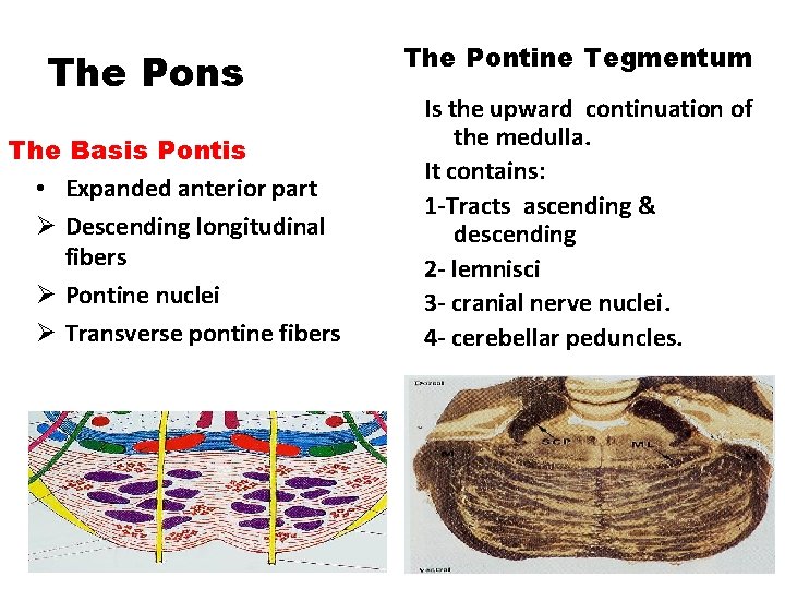 Brain Stem The brain stem occupies the posterior