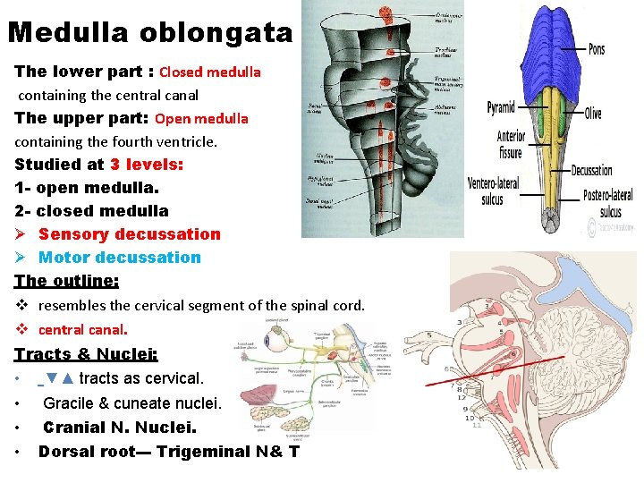 Brain Stem The brain stem occupies the posterior