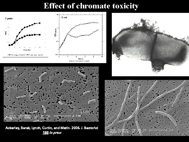 Engineering combinatorial bacteria for superior metal and radionuclide