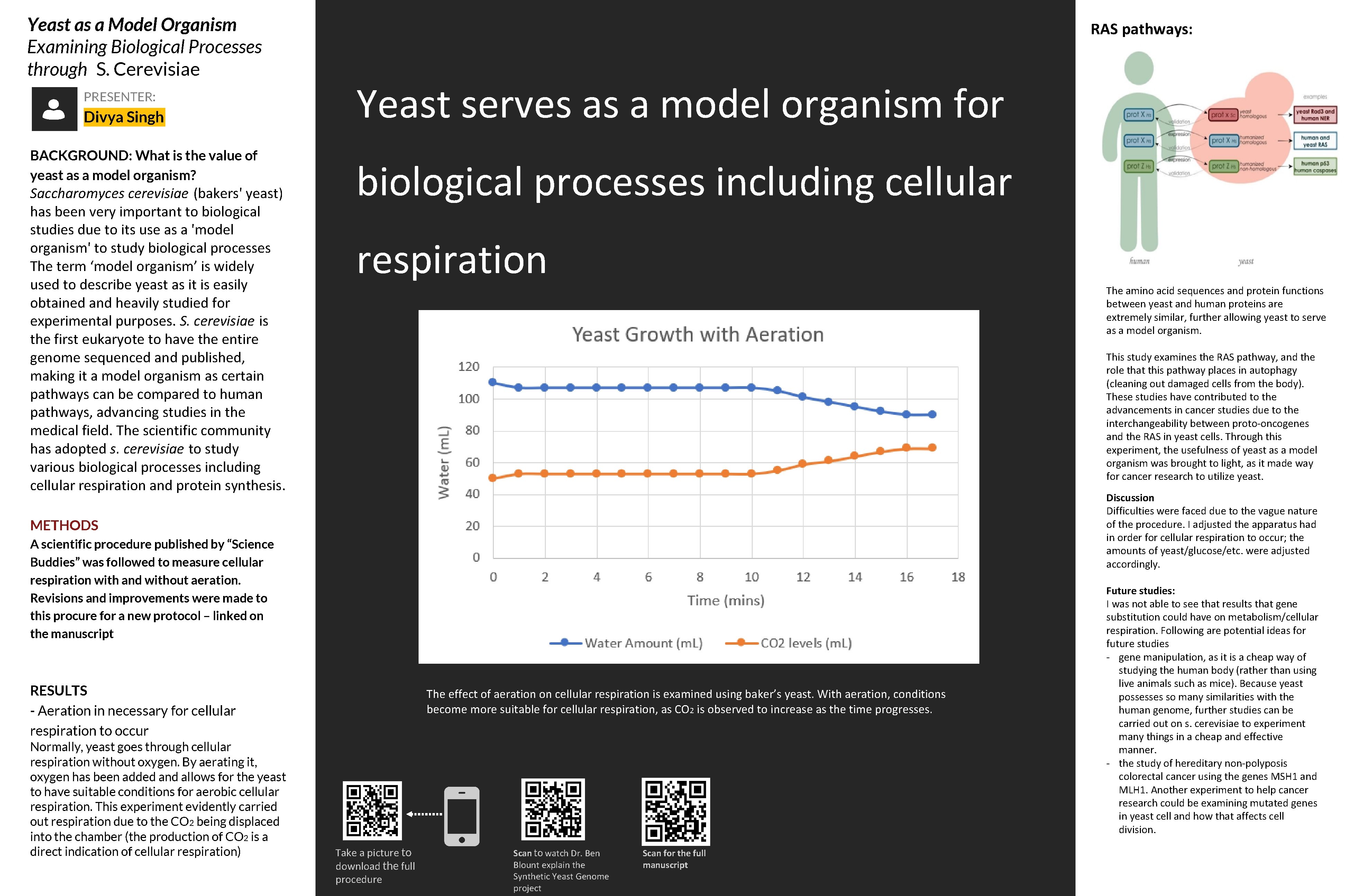 Yeast as a Model Organism Examining Biological Processes
