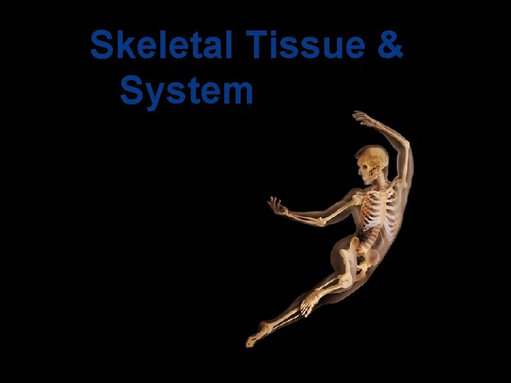 Skeletal Tissue System Bone osteo Divisions of Skeletal