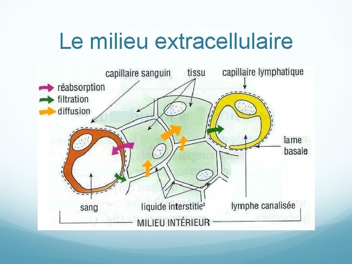 La cellule en son milieu La cellule en