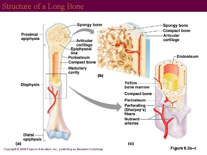 7 HUMAN ANATOMY fifth edition MARIEB MALLATT WILHELM