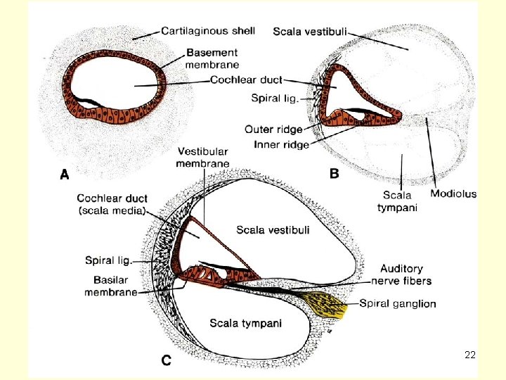 Embryology organogenesis Development and teratology of sensory organs
