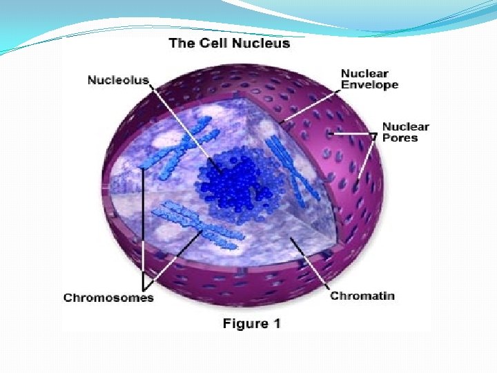 Structure function of Nuclear membrane By Dr Khowaja
