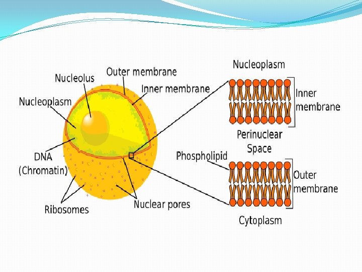 Structure function of Nuclear membrane By Dr Khowaja