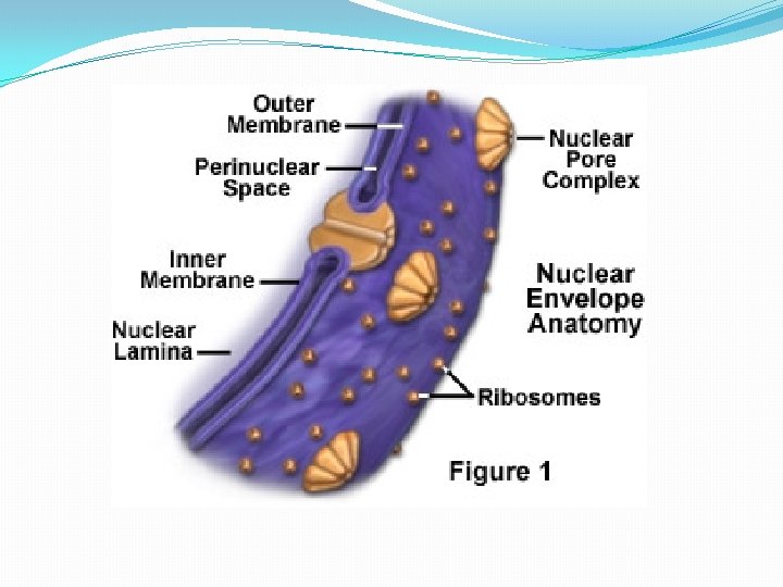 Structure function of Nuclear membrane By Dr Khowaja
