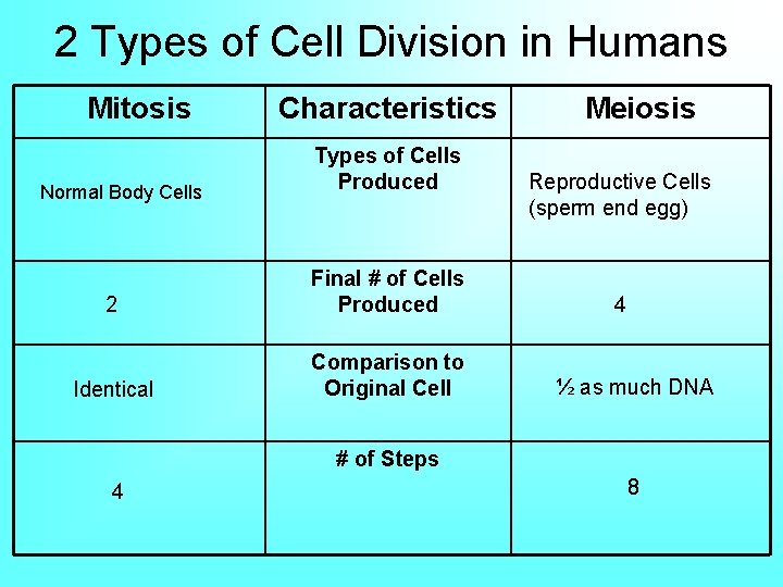Cell Division By Mr Kauffman Outline Cells Review