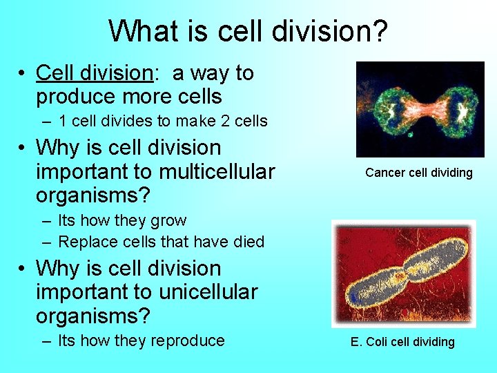 Cell Division By Mr Kauffman Outline Cells Review