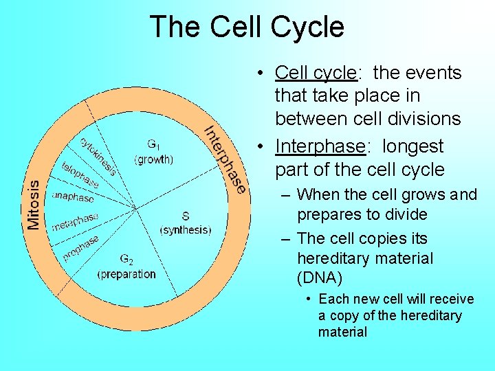 Cell Division By Mr Kauffman Outline Cells Review
